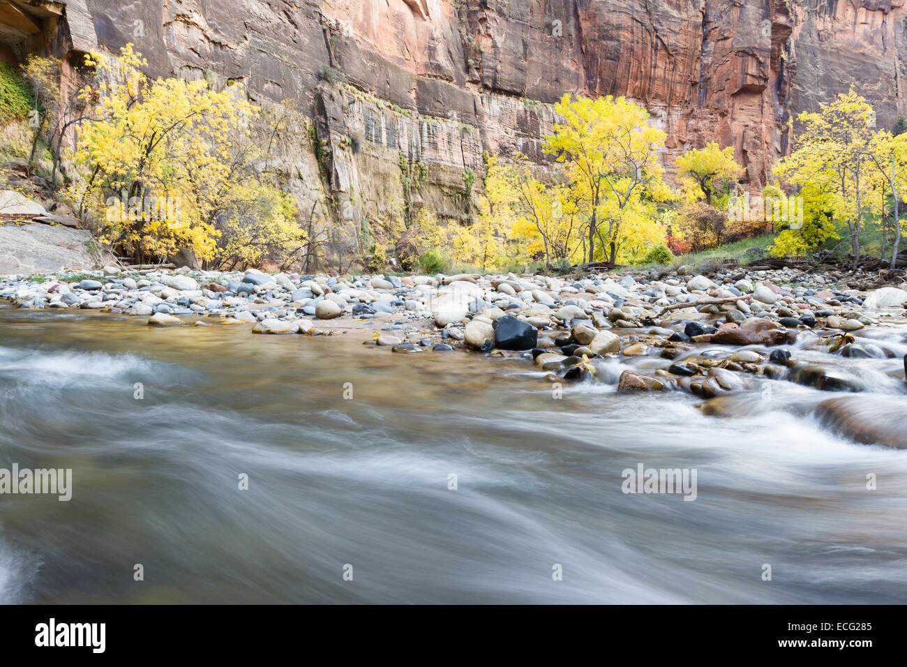 autumn in Zion NP. view of the Virgin river with colorful changing ...