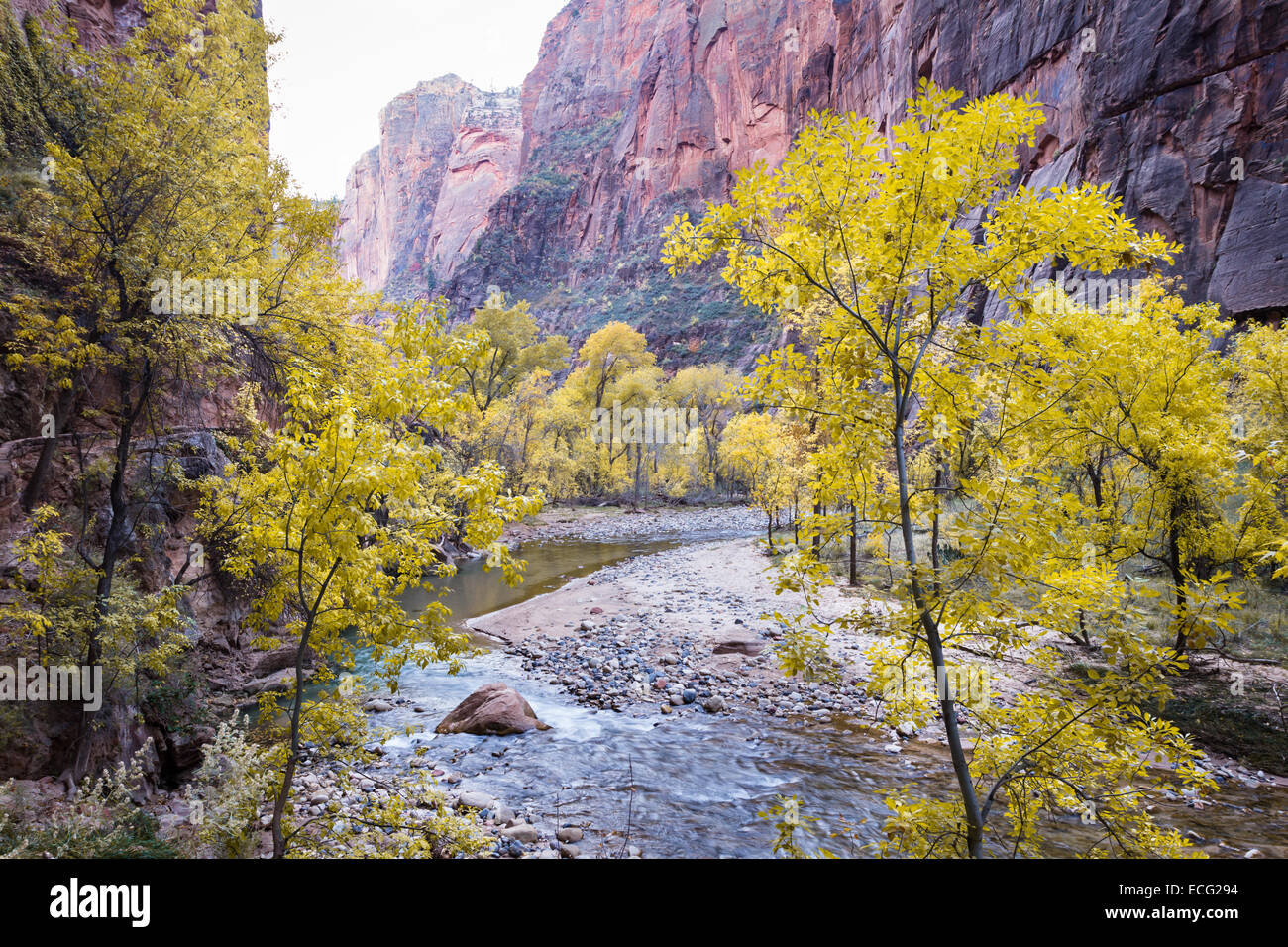 autumn in Zion NP. view of the Virgin river with colorful changing ...