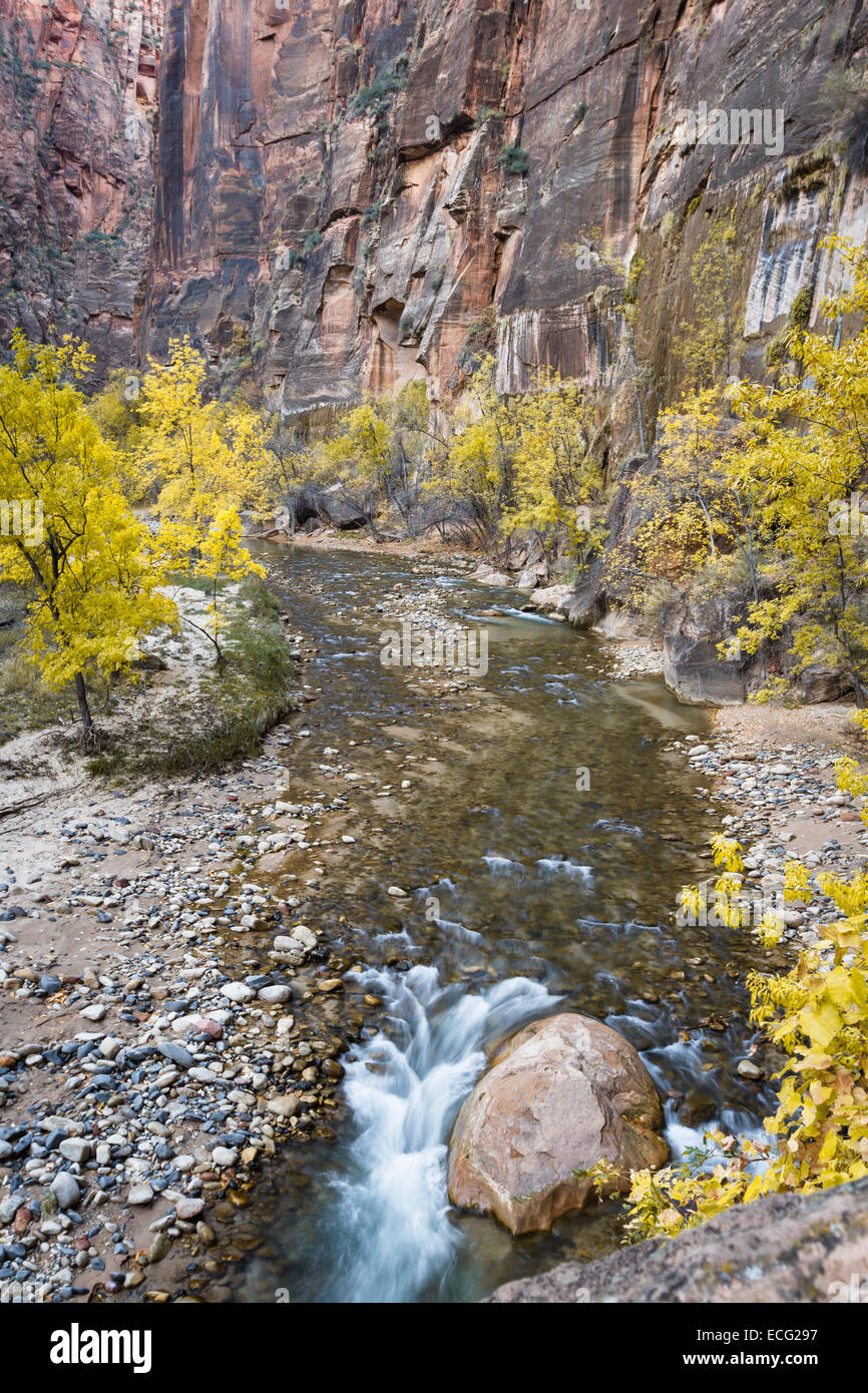 autumn in Zion NP. view of the Virgin river with colorful changing ...