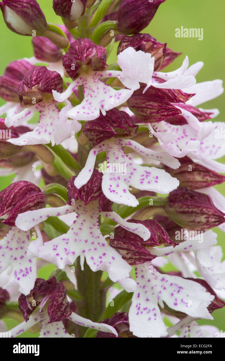 The denge hi-res stock photography and images - Alamy