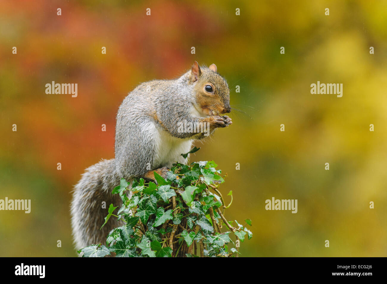 Grey squirrel uk garden hi-res stock photography and images - Alamy