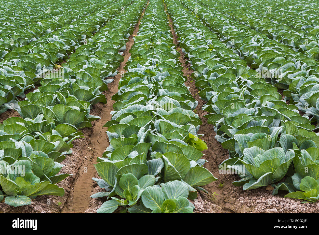 A cabbage vegetable field near Mission, Texas, USA Stock Photo - Alamy