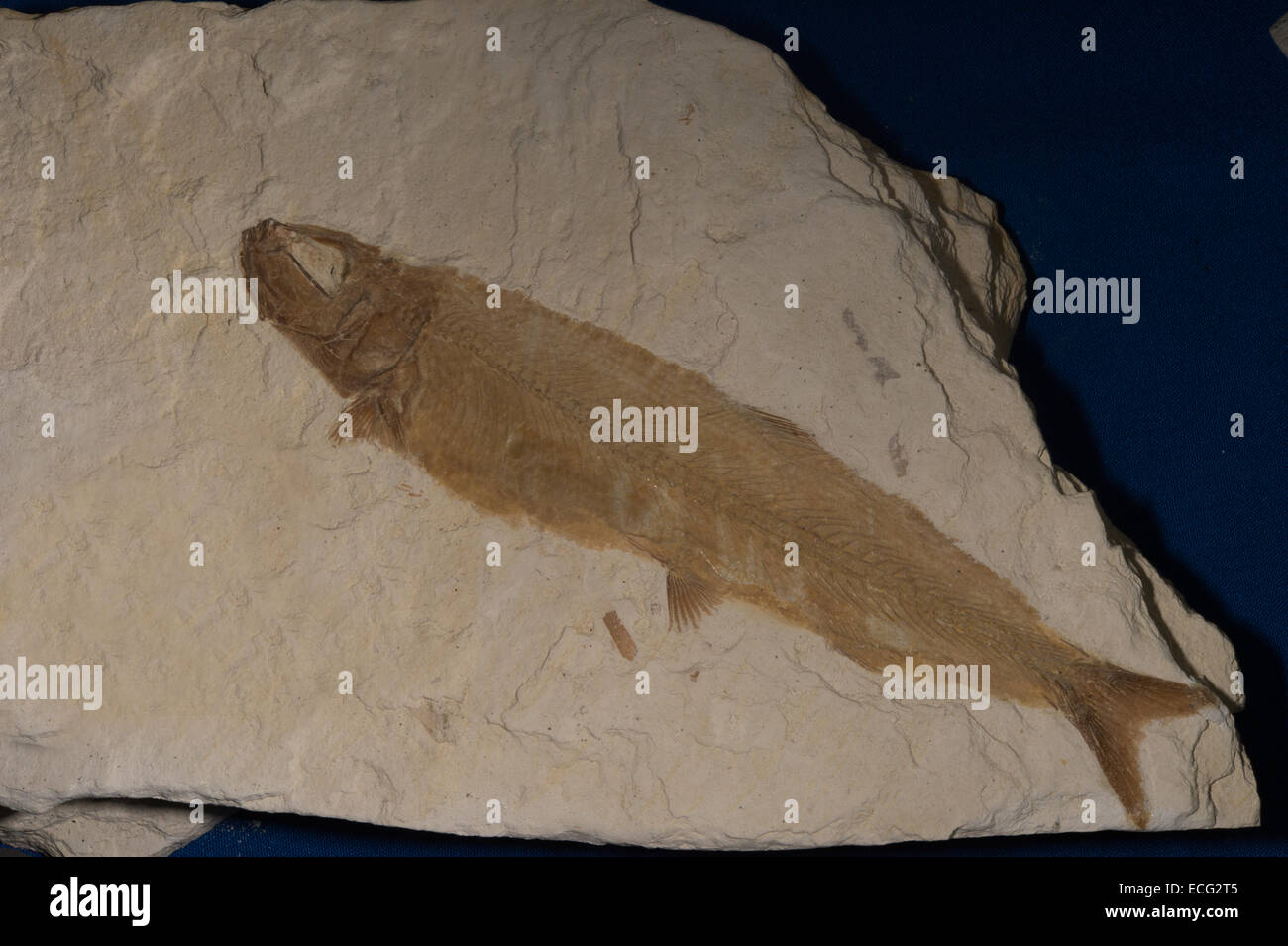 Fossil of fish Tharsis sp., Giurassic kimmeridgian, Paintens Stock ...