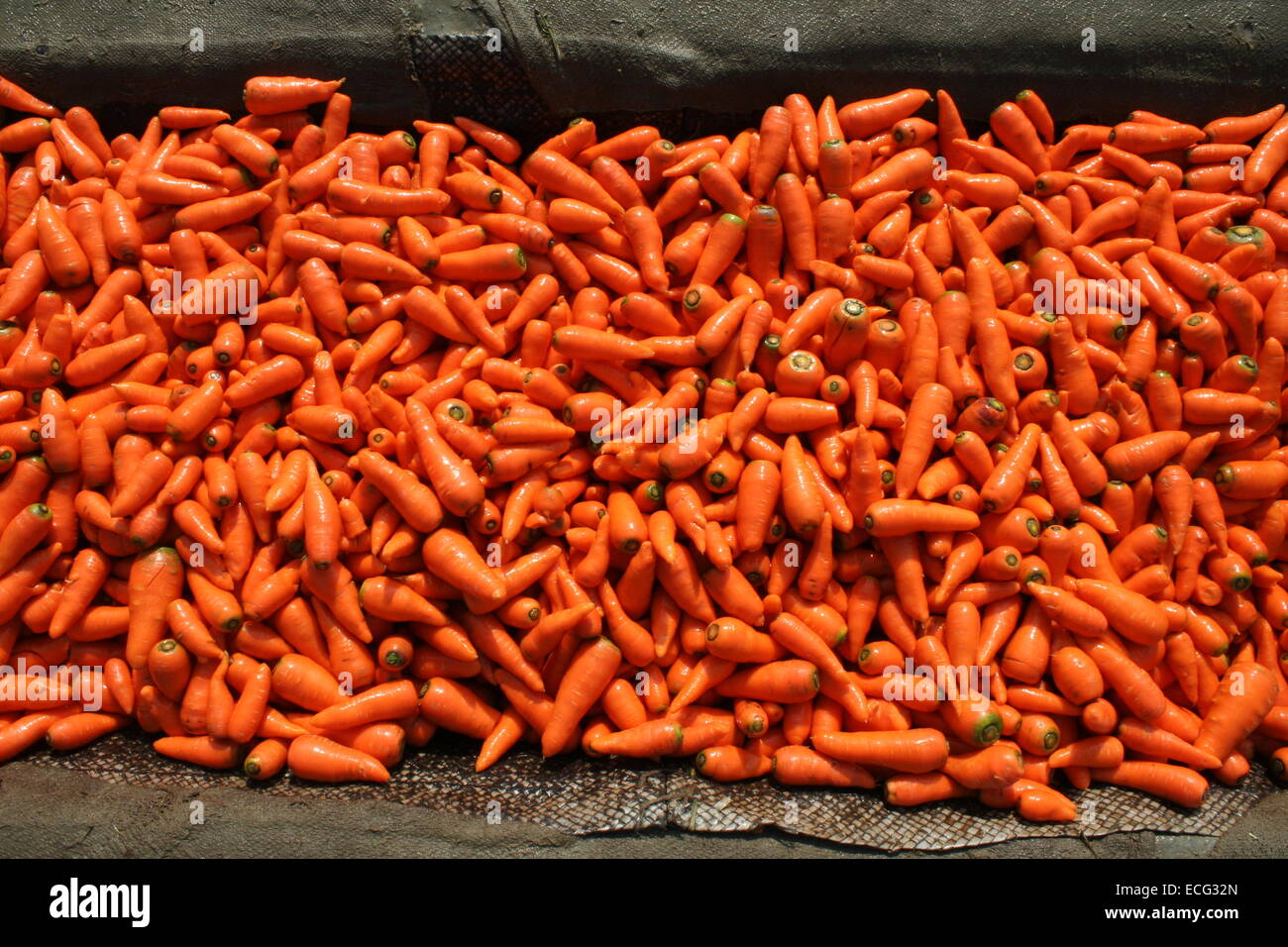 Carrot farmer cleaning fresh carrot produce in Dhaka. Carrot Stock ...