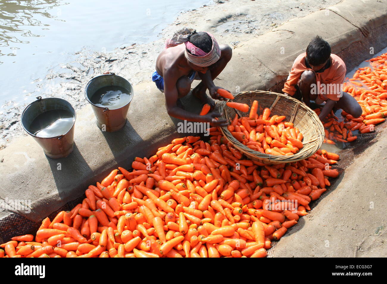 Carrot farmer cleaning fresh carrot produce in Dhaka. Carrot Stock ...