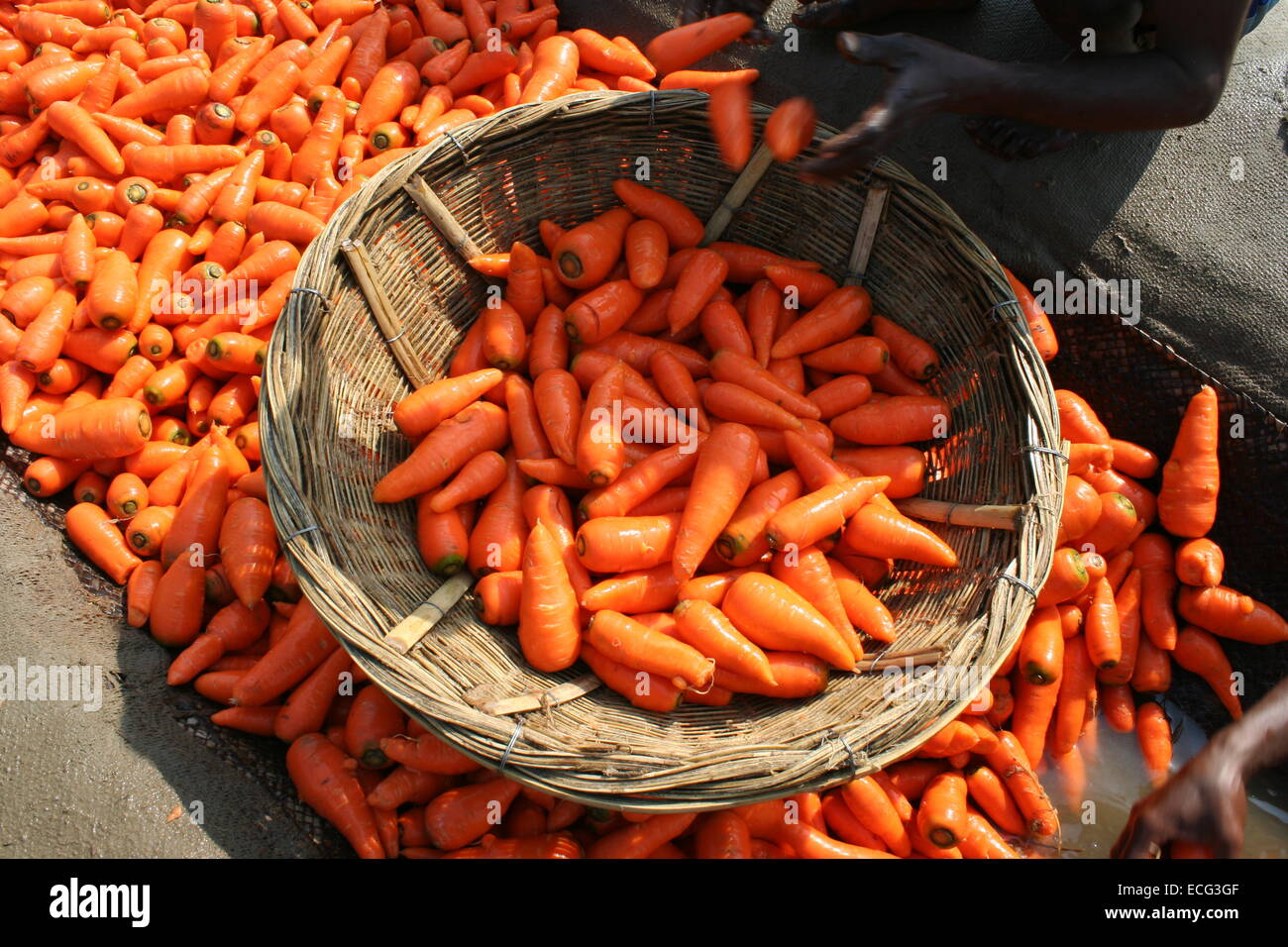 Carrot farmer cleaning fresh carrot produce in Dhaka. Carrot Stock ...