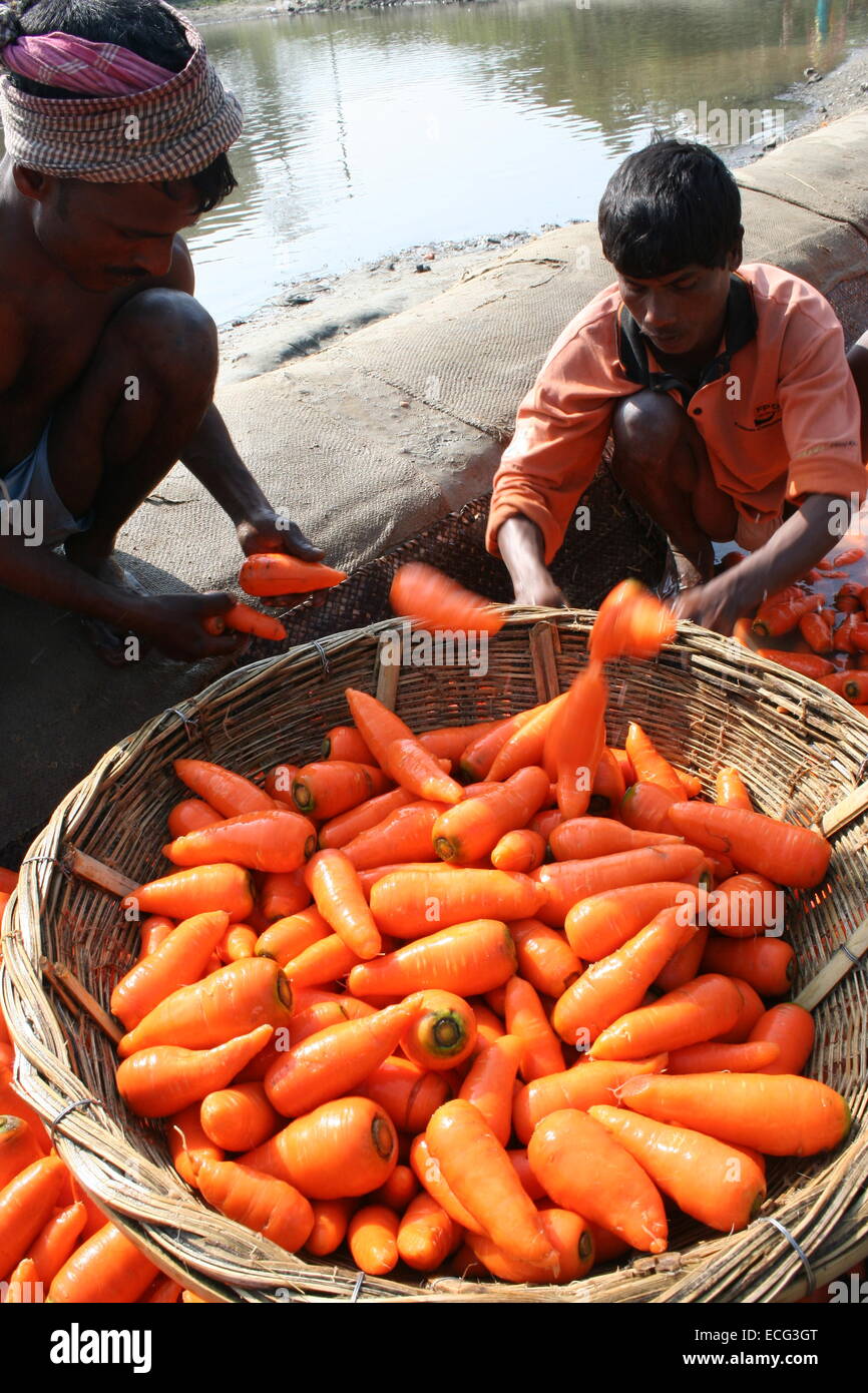 Carrot farmer cleaning fresh carrot produce in Dhaka. Carrot Stock ...