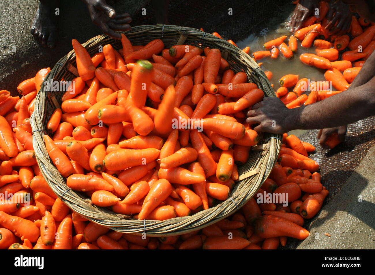 Carrot farmer cleaning fresh carrot produce in Dhaka. Carrot Stock ...