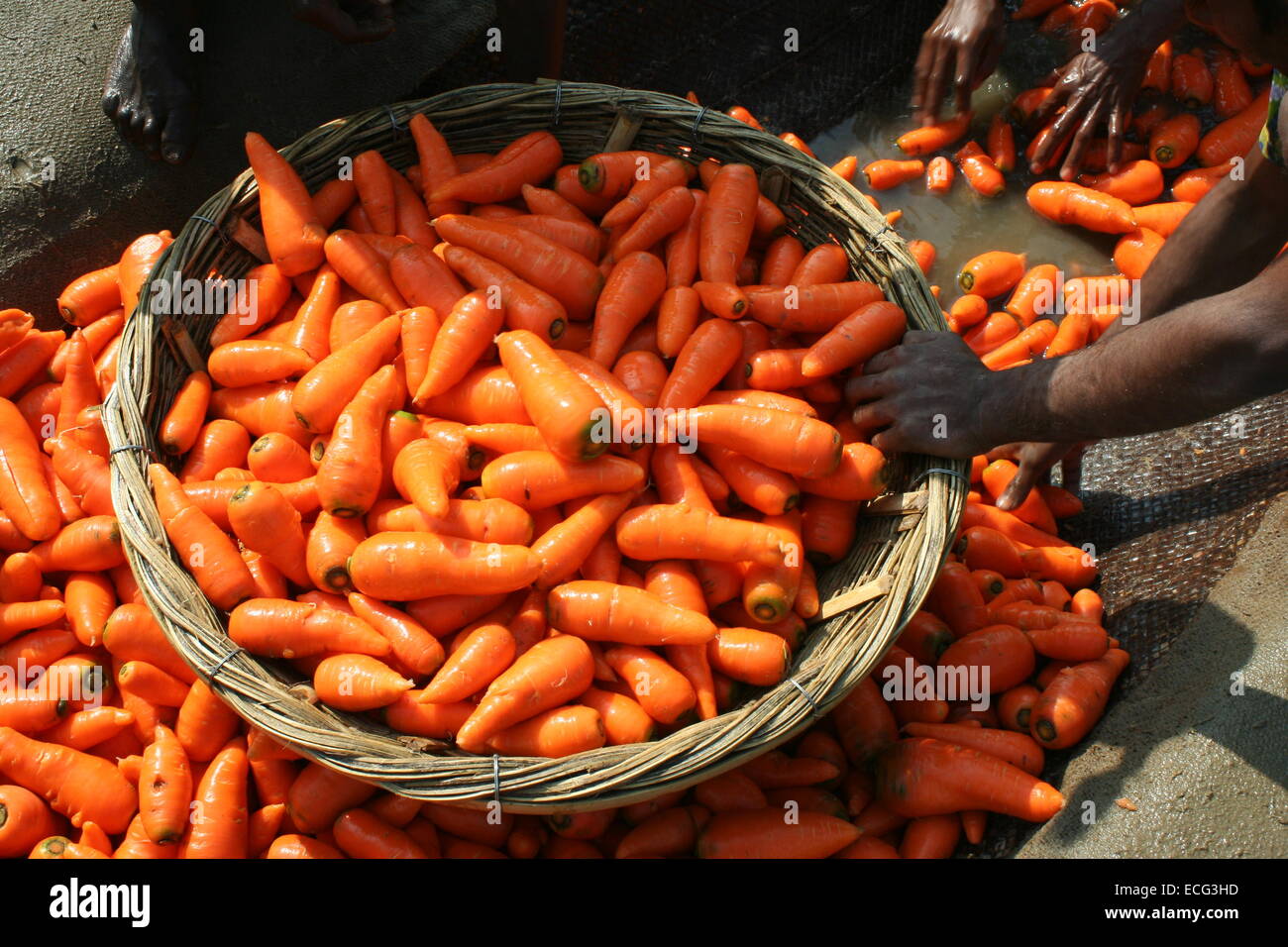 Carrot farmer cleaning fresh carrot produce in Dhaka. Carrot Stock ...