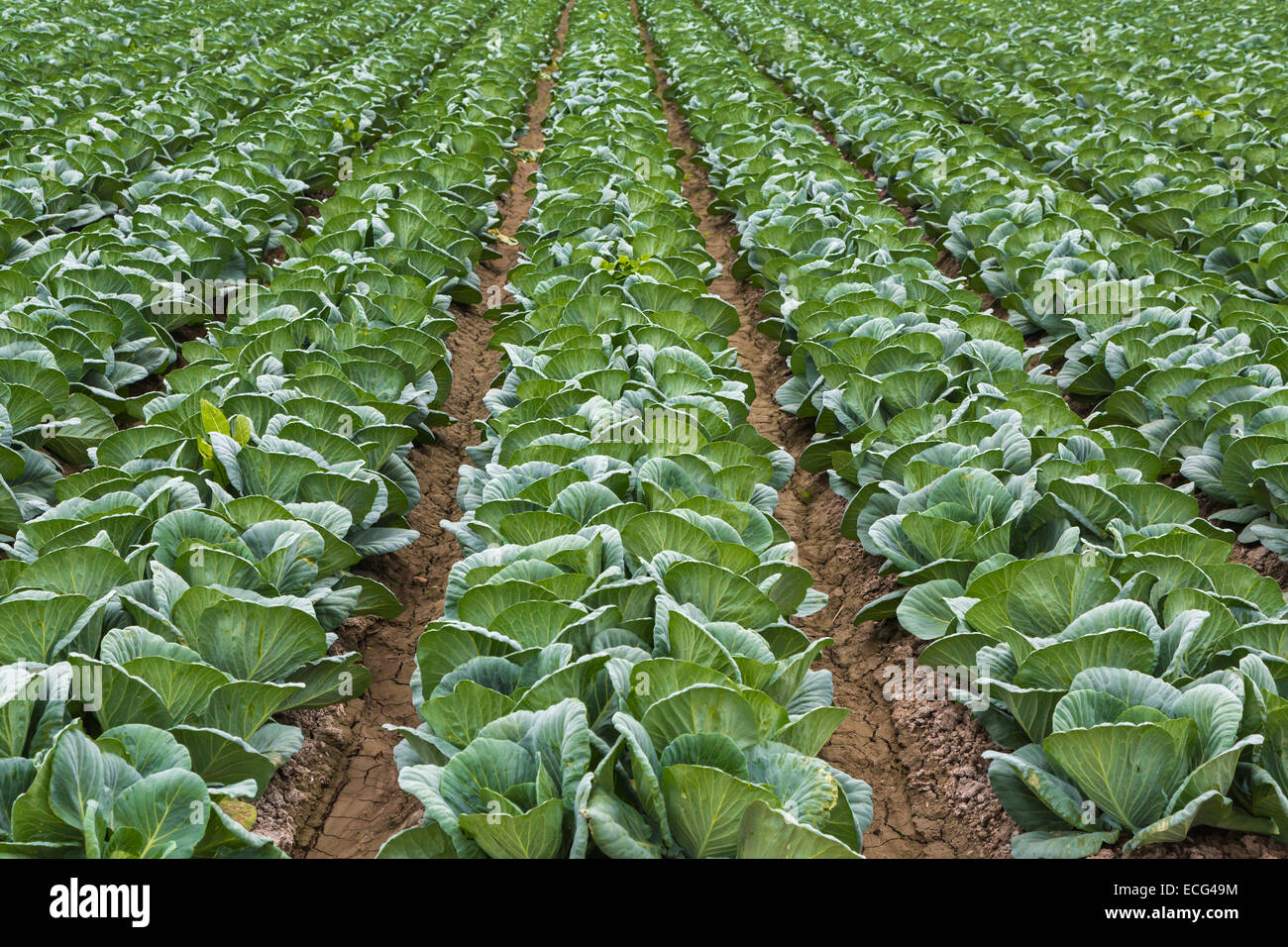 Vegetable field hi-res stock photography and images - Alamy