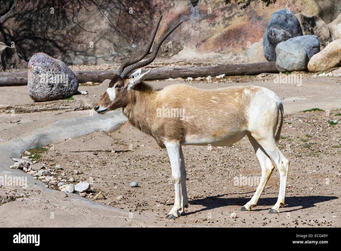 The Addax at the Gladys Porter Zoo in Brownsville, Texas, USA Stock ...