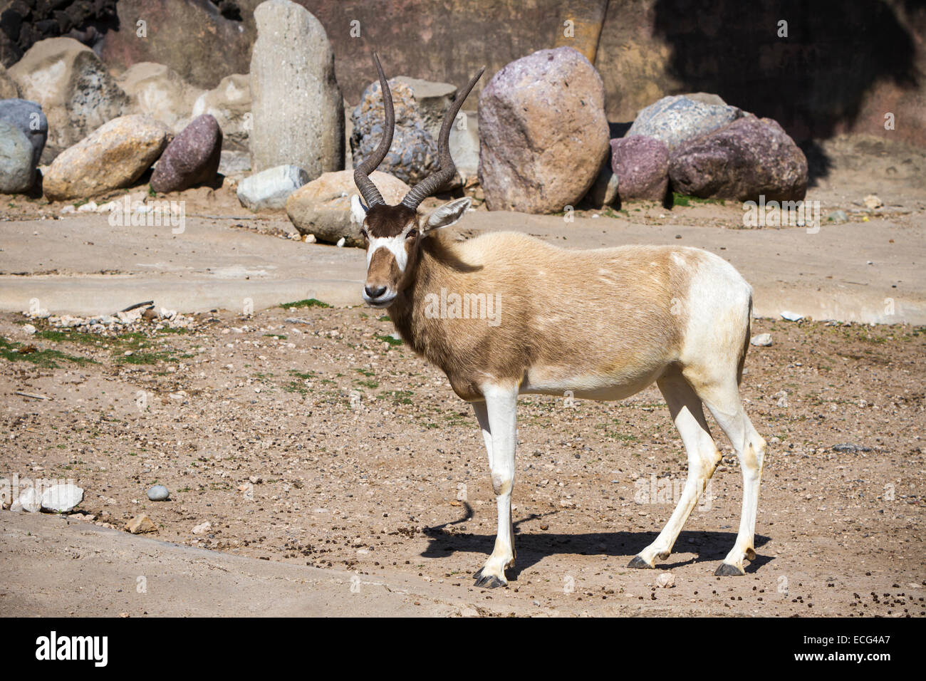 The Addax at the Gladys Porter Zoo in Brownsville, Texas, USA Stock ...