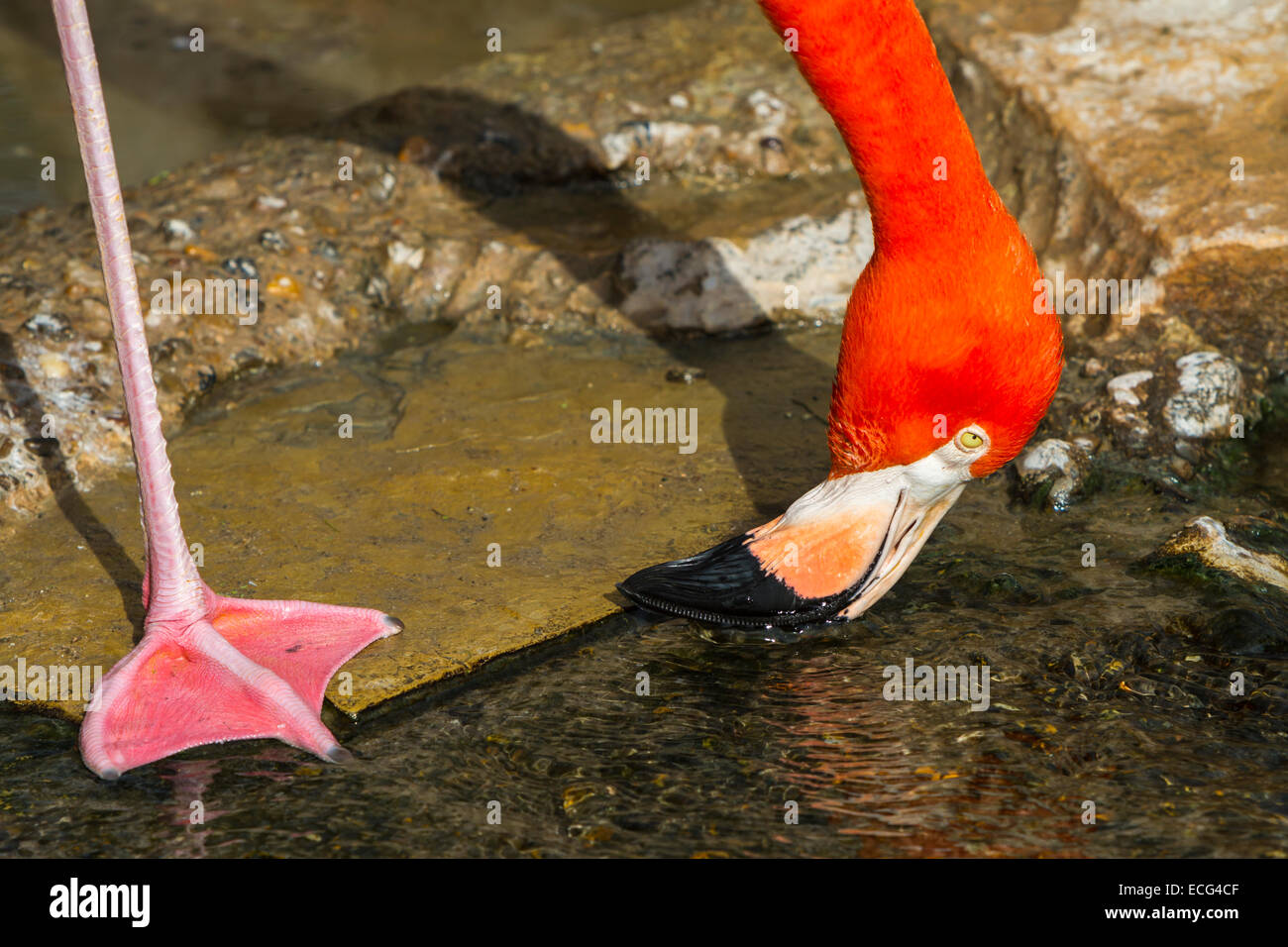 The flamingo in the Gladys Porter Zoo in Brownsville, Texas, USA Stock ...