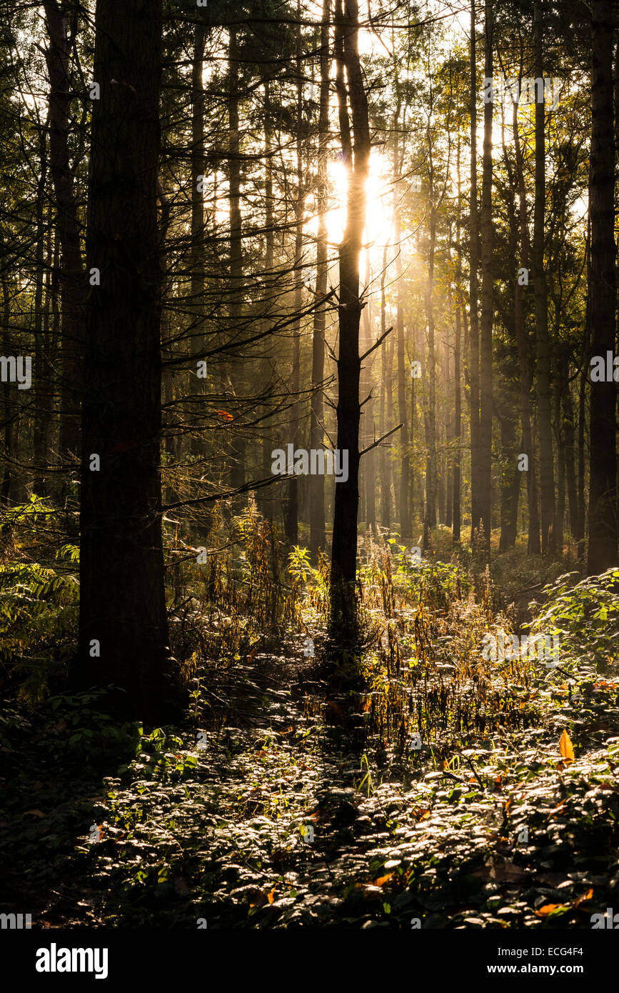 Sunlight filtered through a tree hi-res stock photography and images ...