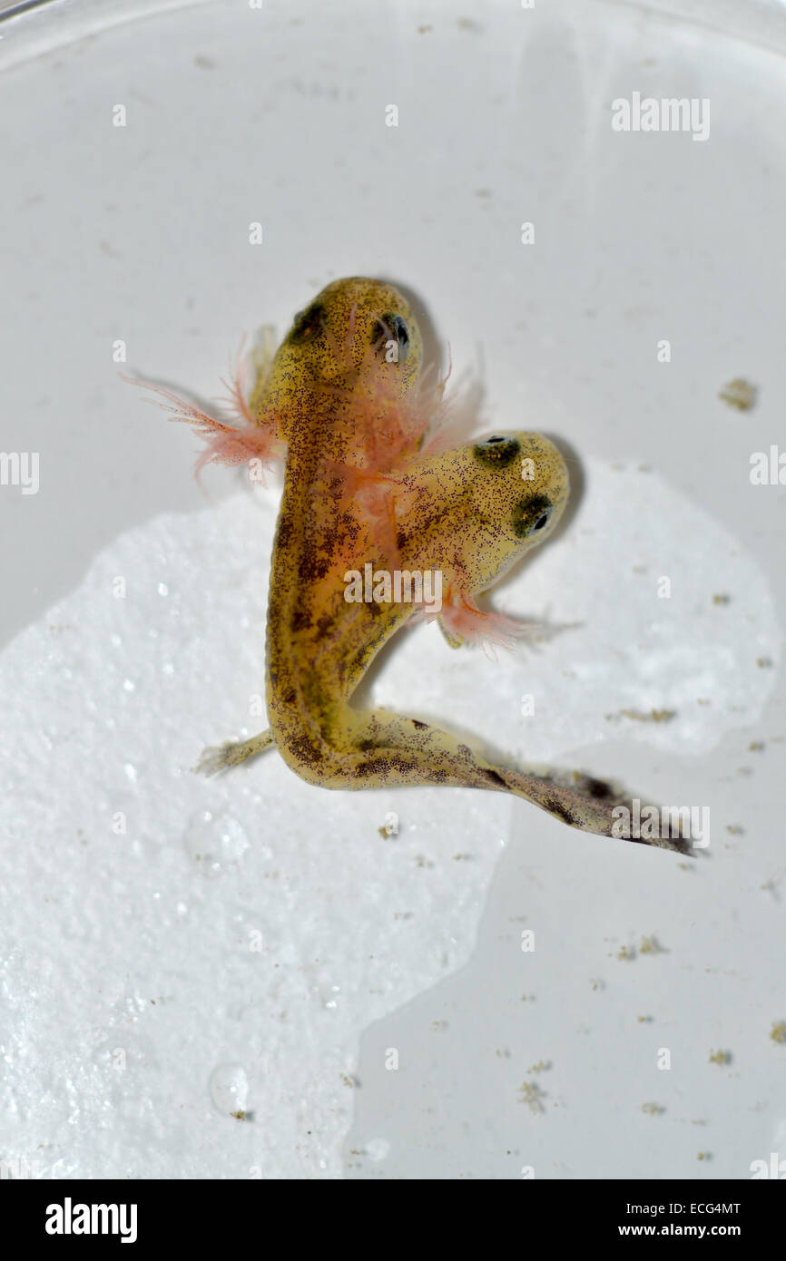 Two-headed Near Eastern fire salamander (Salamandra infraimmaculata ...