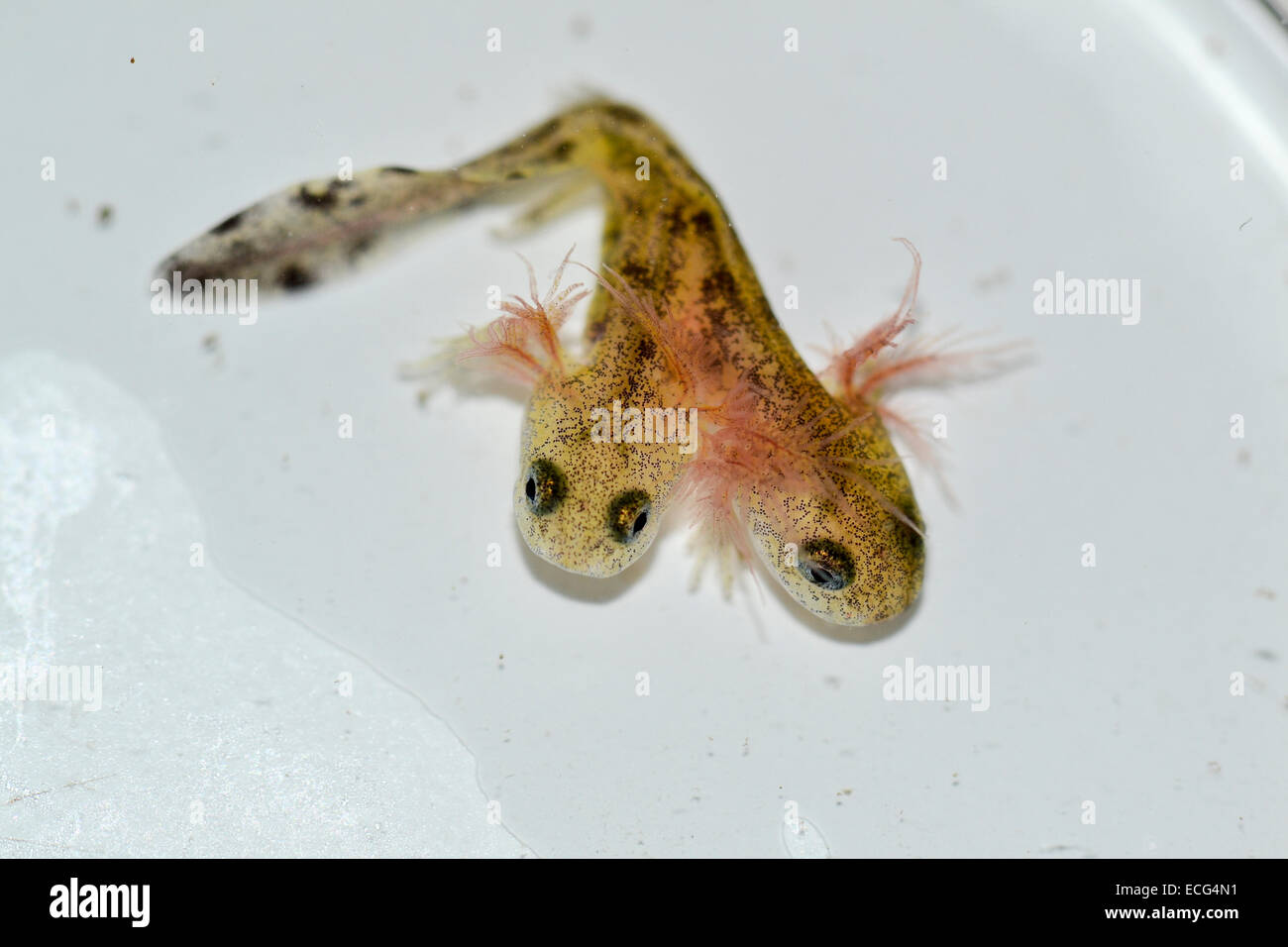 Two-headed Near Eastern fire salamander (Salamandra infraimmaculata ...