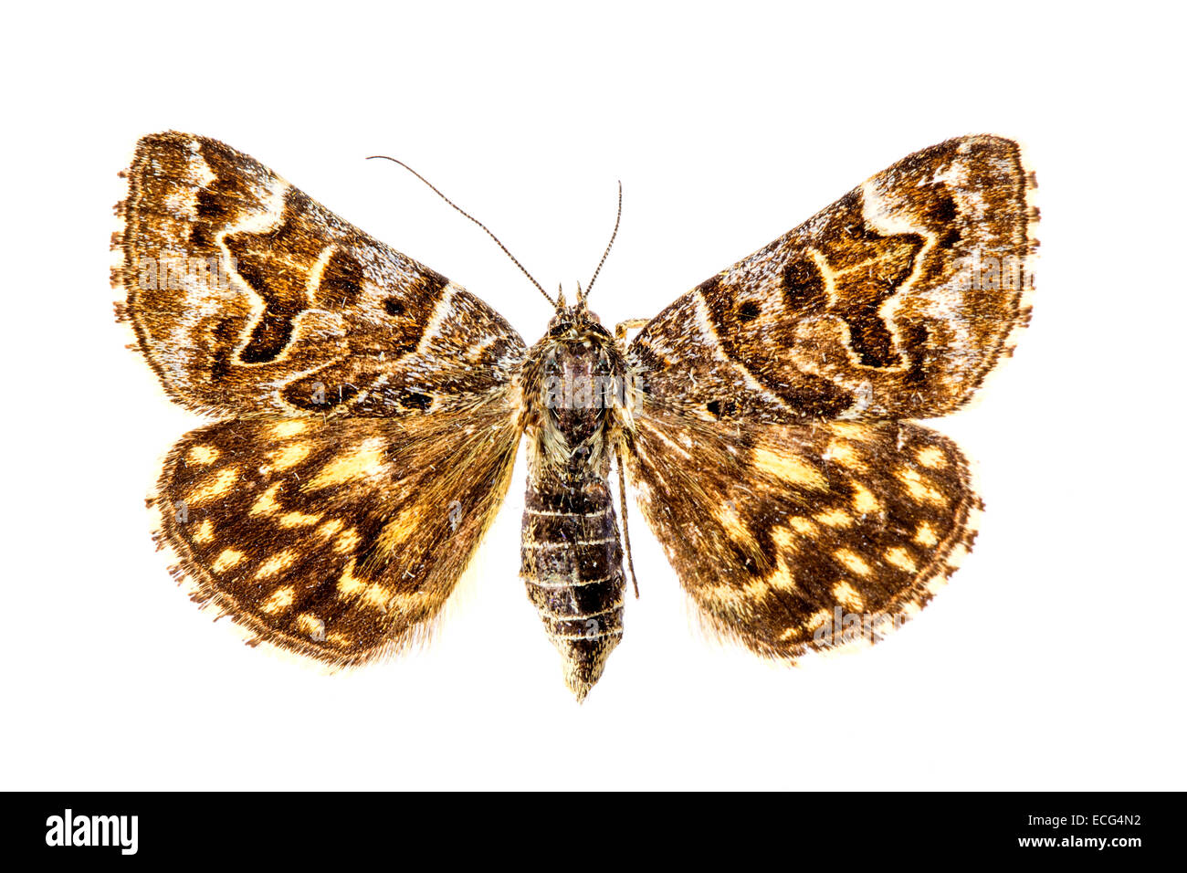 Moth bug insect hi-res stock photography and images - Alamy