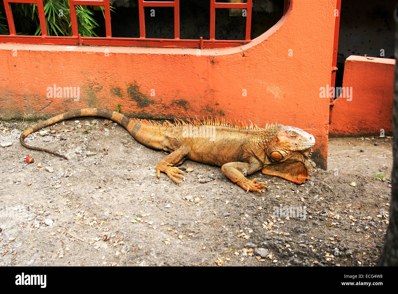 A geen iguana or common iguana (Iguana iguana) on ground. Photographed ...