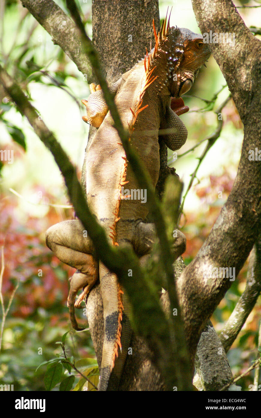 A geen iguana or common iguana (Iguana iguana) on a tree. Photographed ...