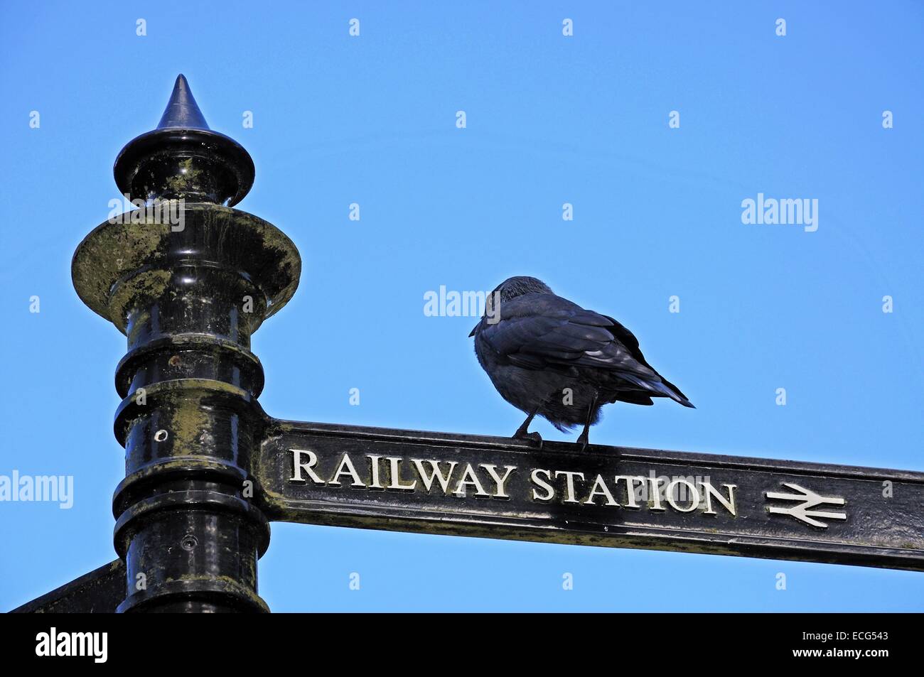 Rook standing on a wrought iron railway station signpost in the ...