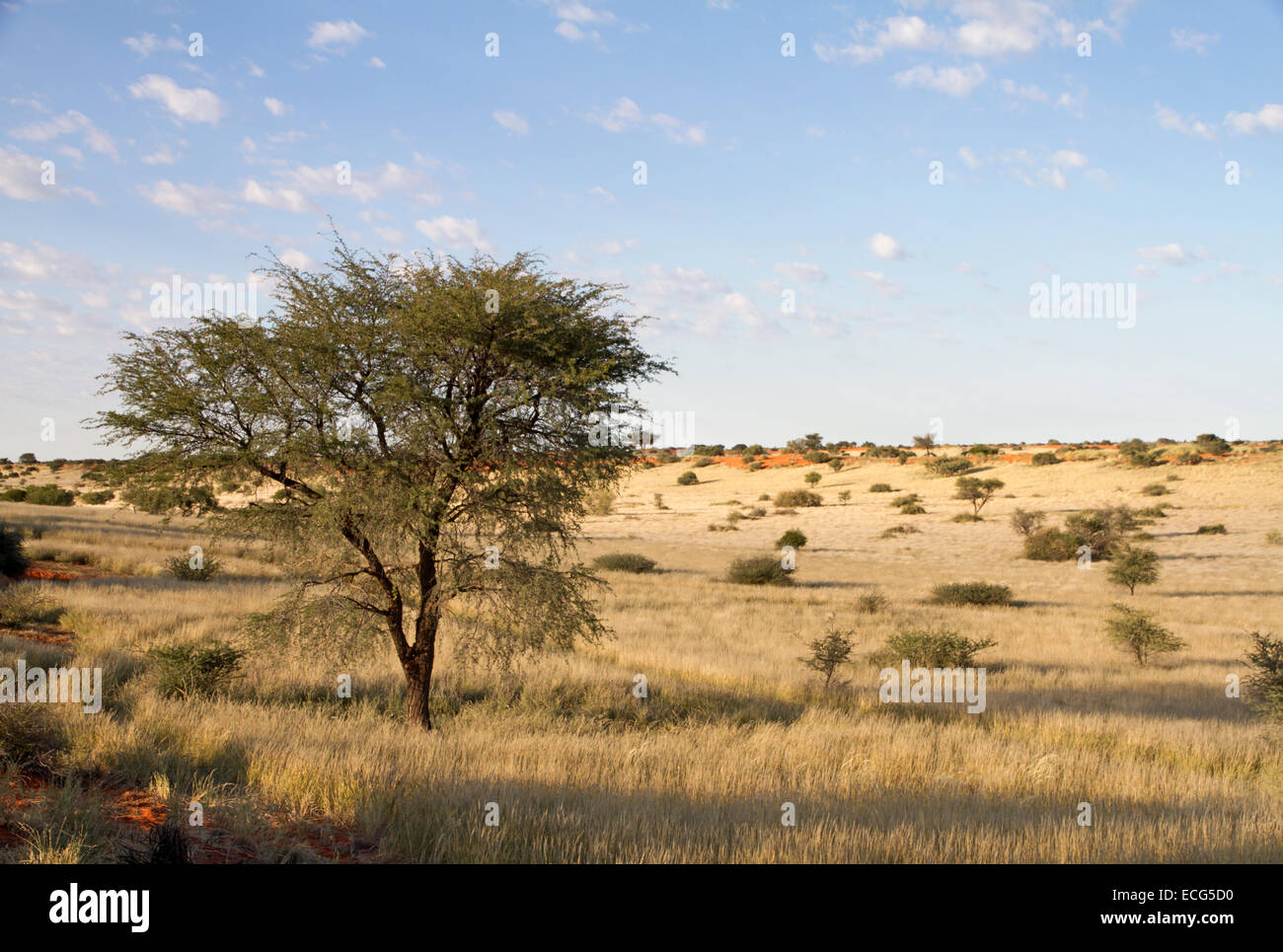 African savannah landscape tree hi-res stock photography and images - Alamy