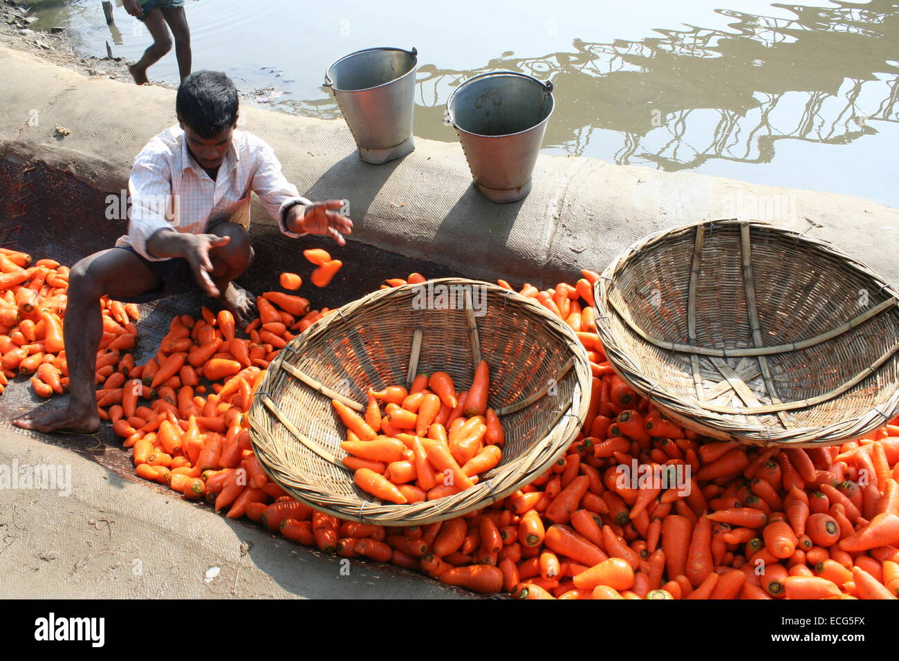 Carrot farmer cleaning fresh carrot produce in Dhaka. Carrot Stock ...