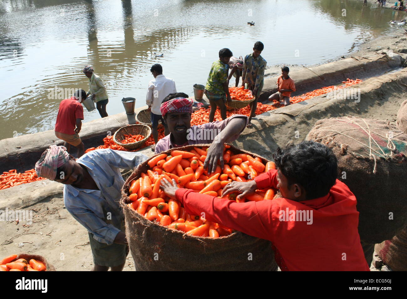 Carrot farmer cleaning fresh carrot produce in Dhaka. Carrot Stock ...