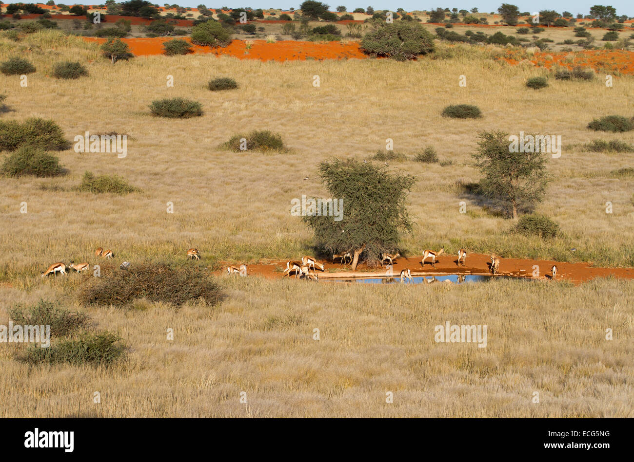 Springbok drinking water hi-res stock photography and images - Alamy
