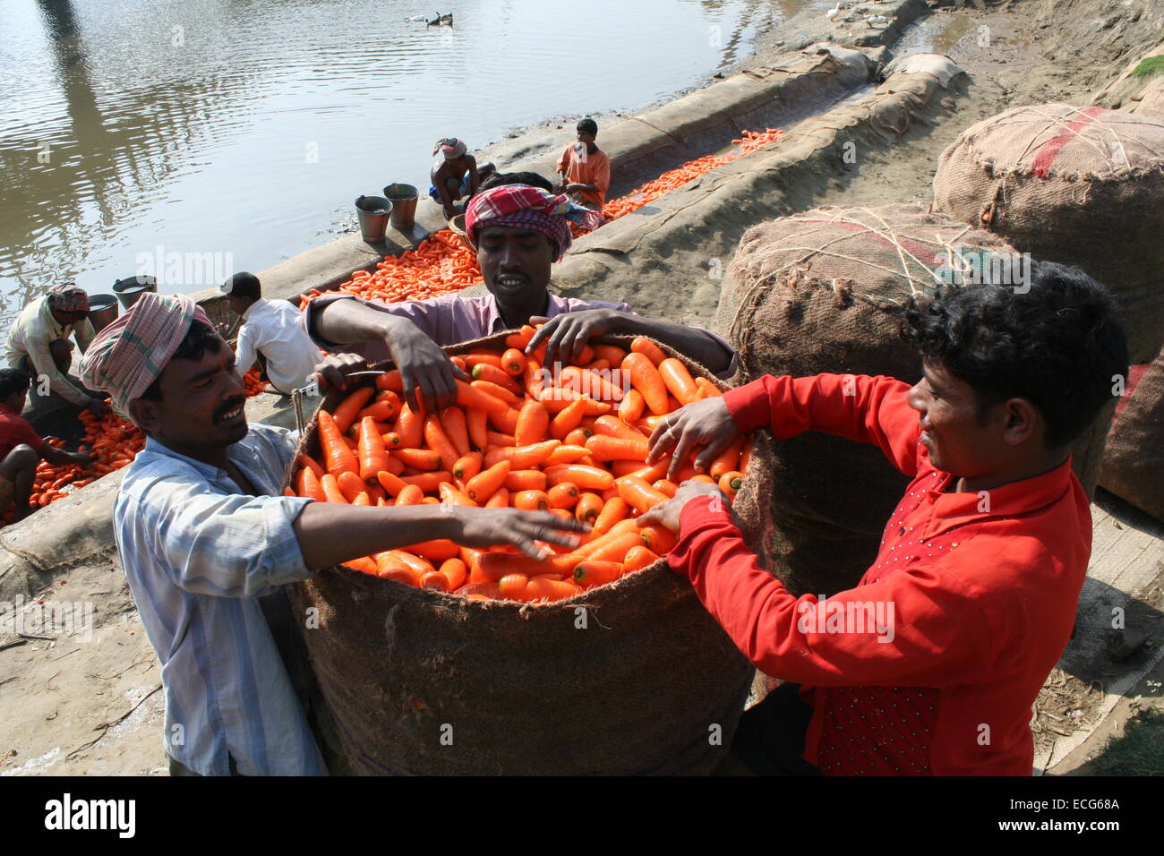 Carrot farmer cleaning fresh carrot produce in Dhaka. Carrot Stock ...