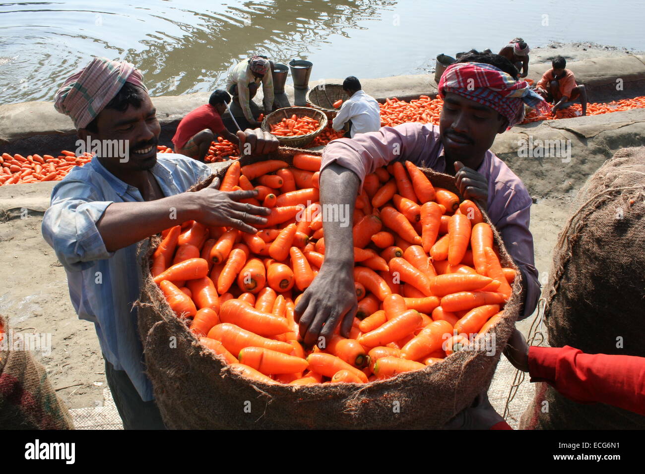 Carrot farmer cleaning fresh carrot produce in Dhaka. Carrot Stock ...