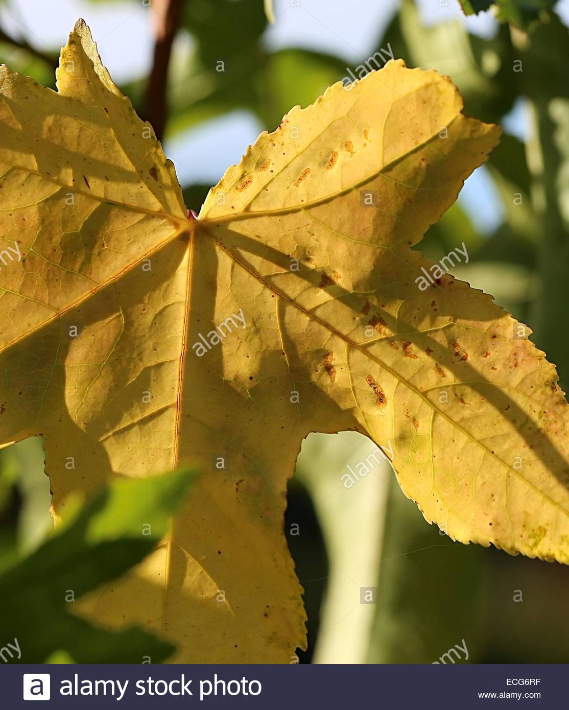 Liquid amber tree hi-res stock photography and images - Alamy