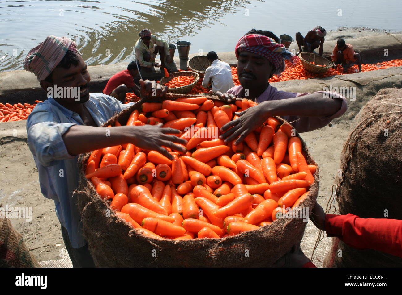 Carrot farmer cleaning fresh carrot produce in Dhaka. Carrot Stock ...