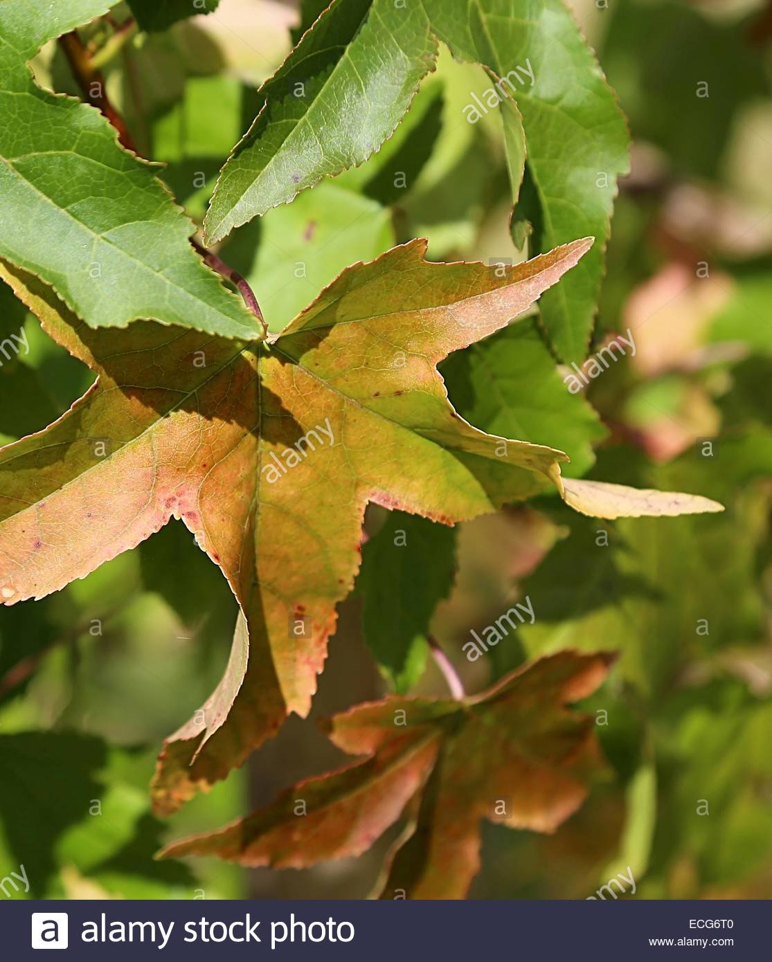 LIQUID AMBER LEAVES in early fall, in South West France Stock Photo - Alamy