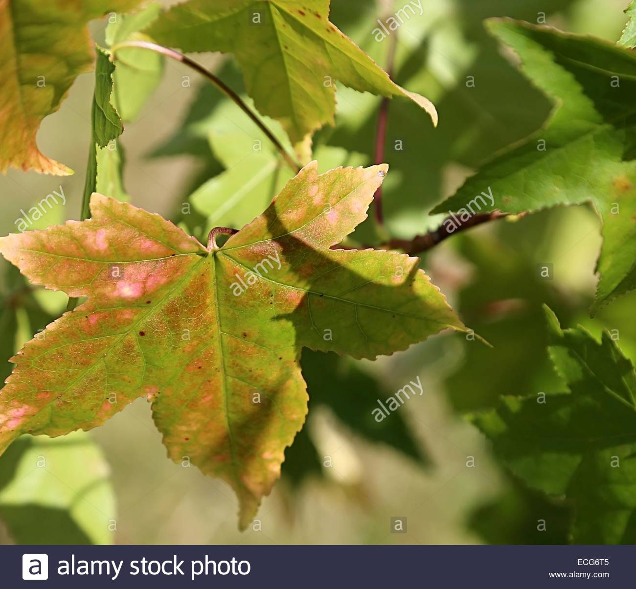 LIQUID AMBER LEAVES in early fall, in South West France Stock Photo - Alamy