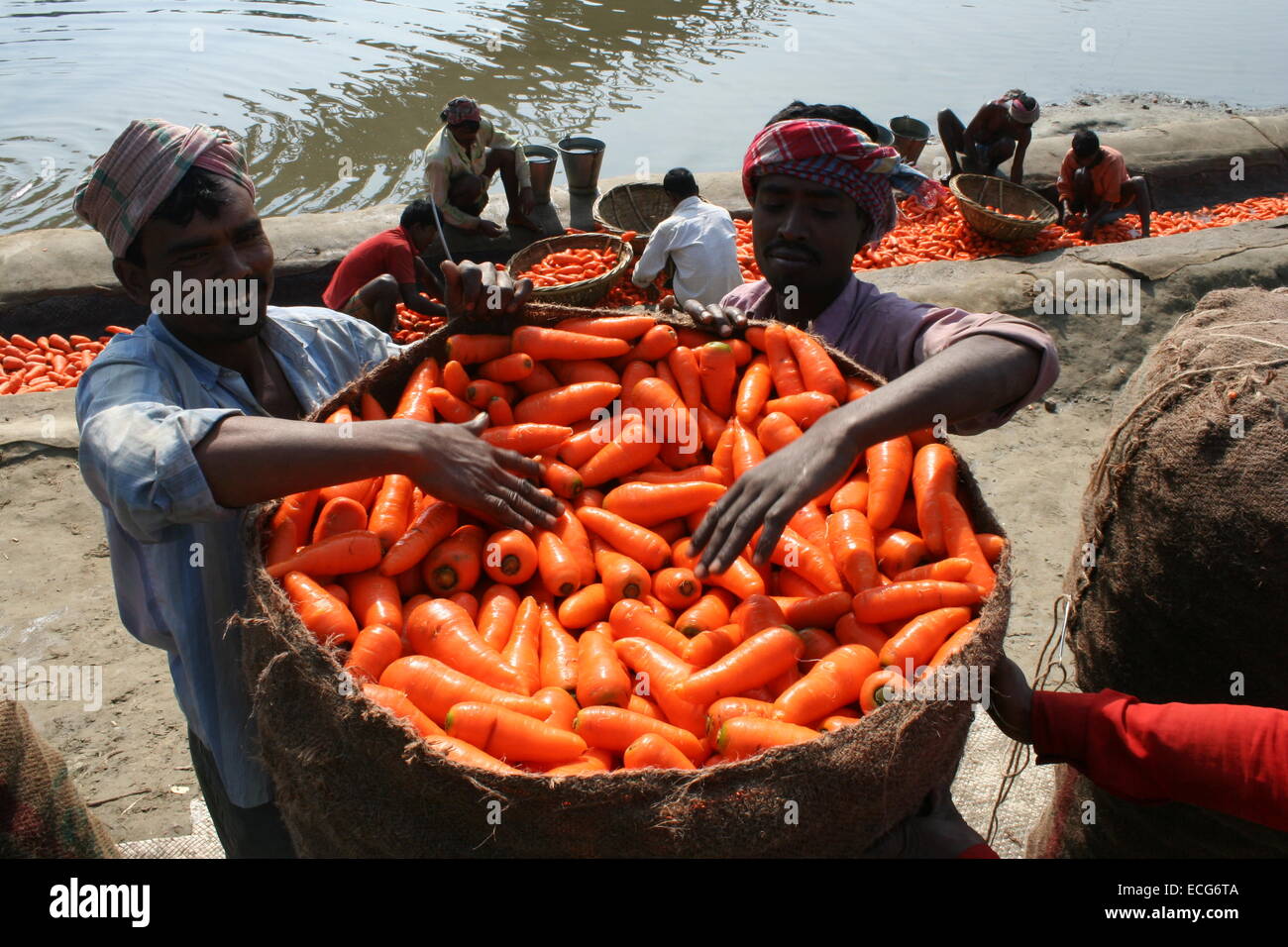 Carrot farmer cleaning fresh carrot produce in Dhaka. Carrot Stock ...
