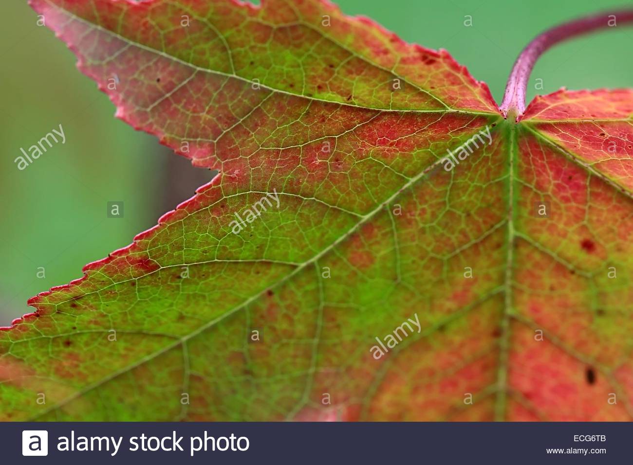 LIQUID AMBER LEAVES in early fall, in South West France Stock Photo - Alamy