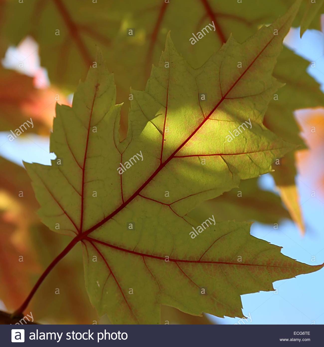 LIQUID AMBER LEAVES in early fall, in South West France Stock Photo - Alamy