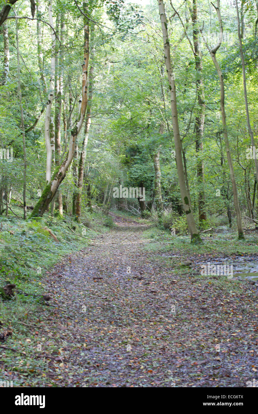 Ancient woodland, Quantock Hills, Somerset Stock Photo - Alamy