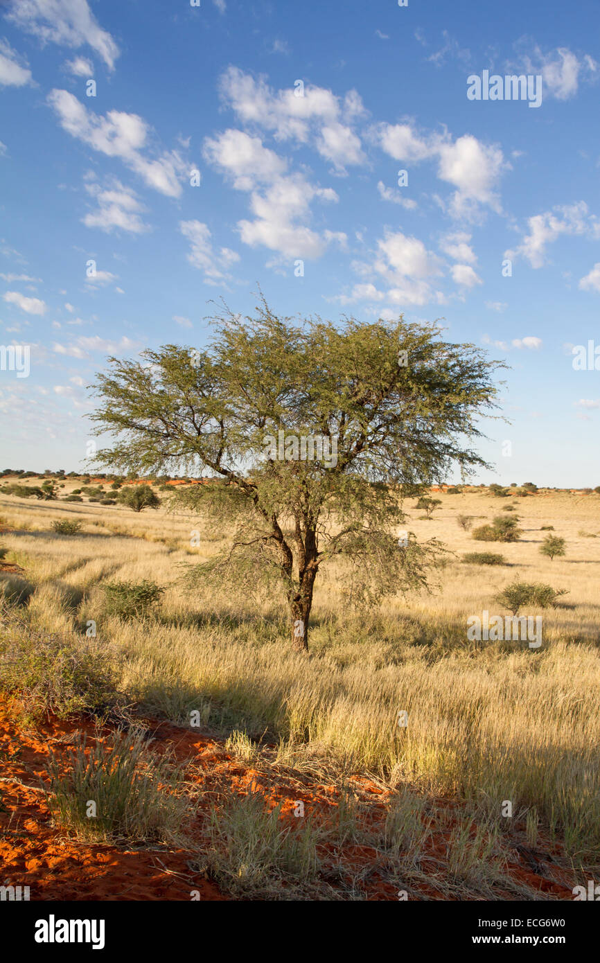African savannah landscape tree hi-res stock photography and images - Alamy
