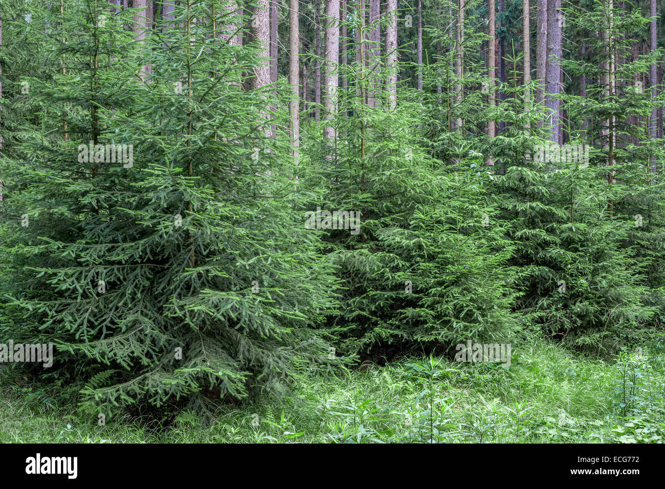 Lush spring forest hi-res stock photography and images - Alamy