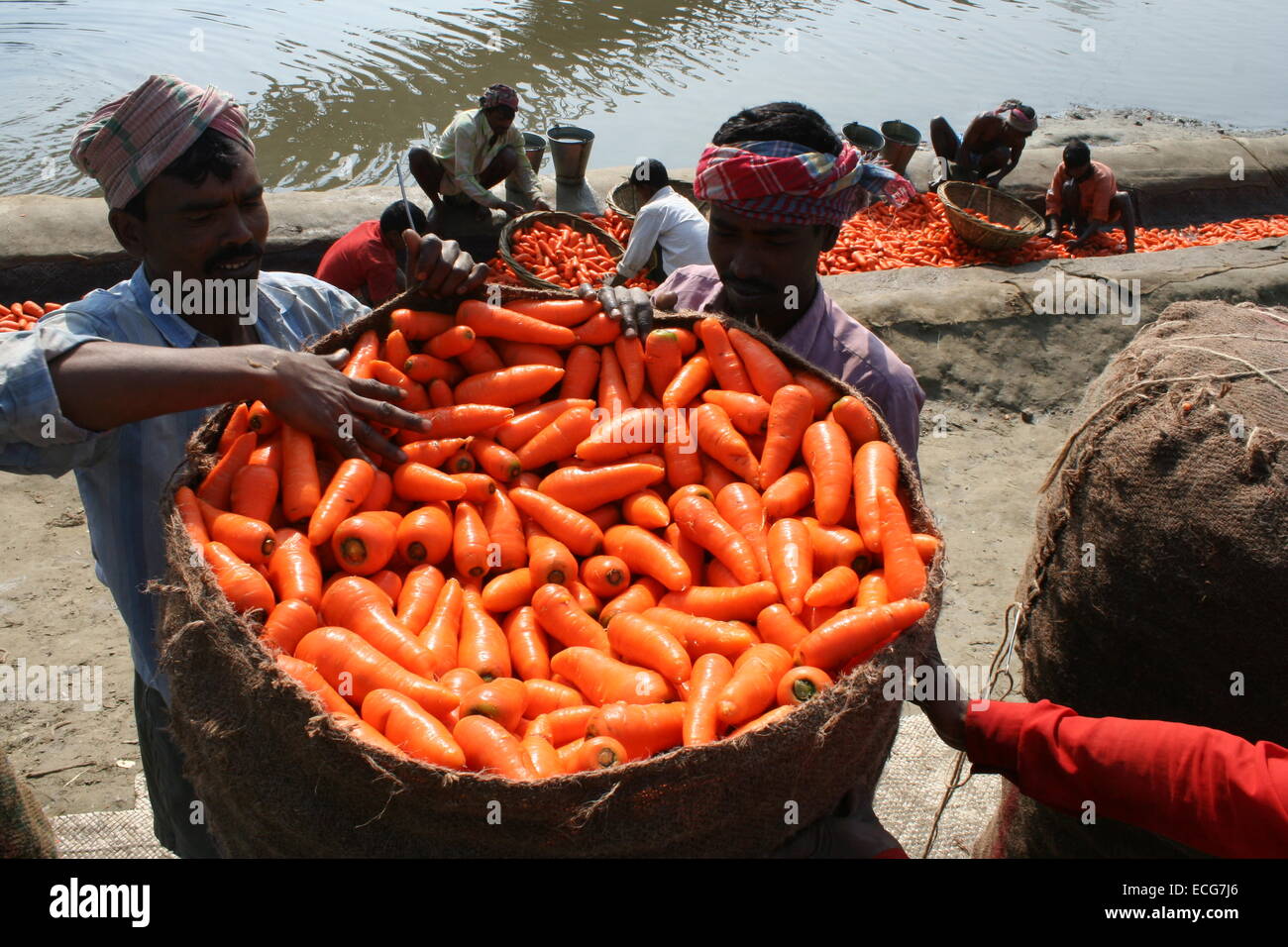 Carrot farmer cleaning fresh carrot produce in Dhaka. Carrot Stock ...