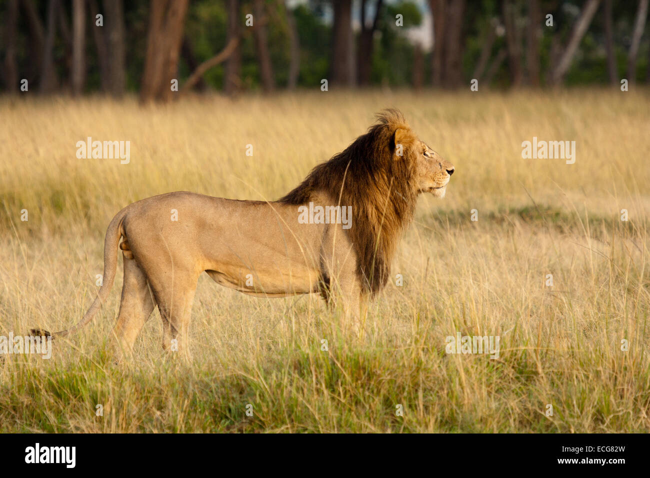 Morani, one of the male lions of the Marsh Pride, Masai Mara in Kenya ...