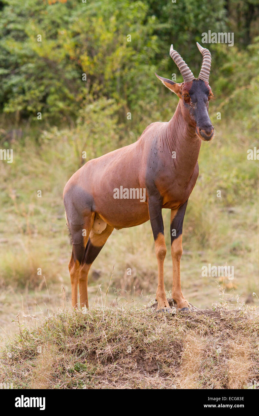Topi mound hi-res stock photography and images - Alamy