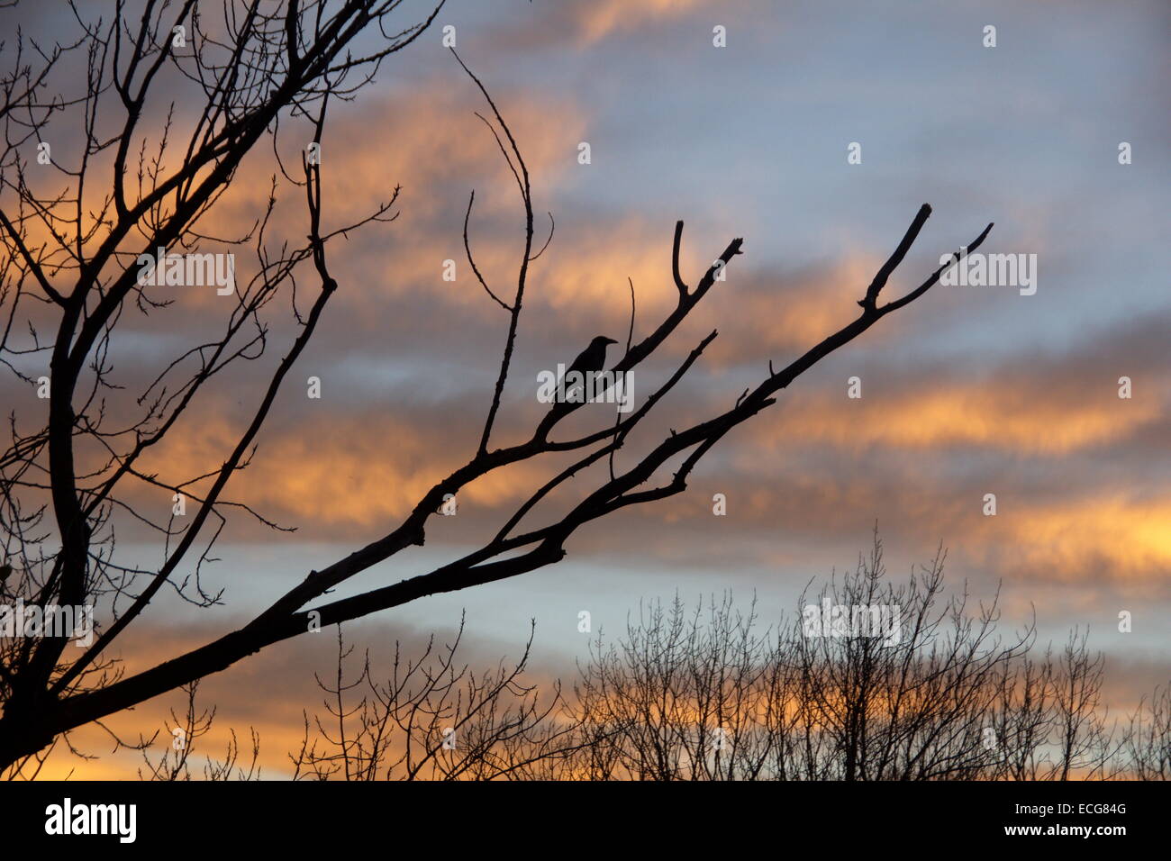 Rome, Italy. 12th December, 2014. Spectacular sunset of the Tiber river ...
