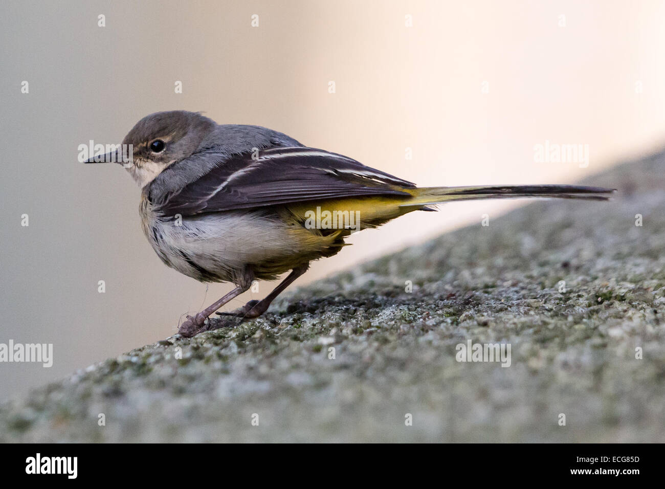 London, UK. 14th December 2014. A grey wagtail forages for food on a ...