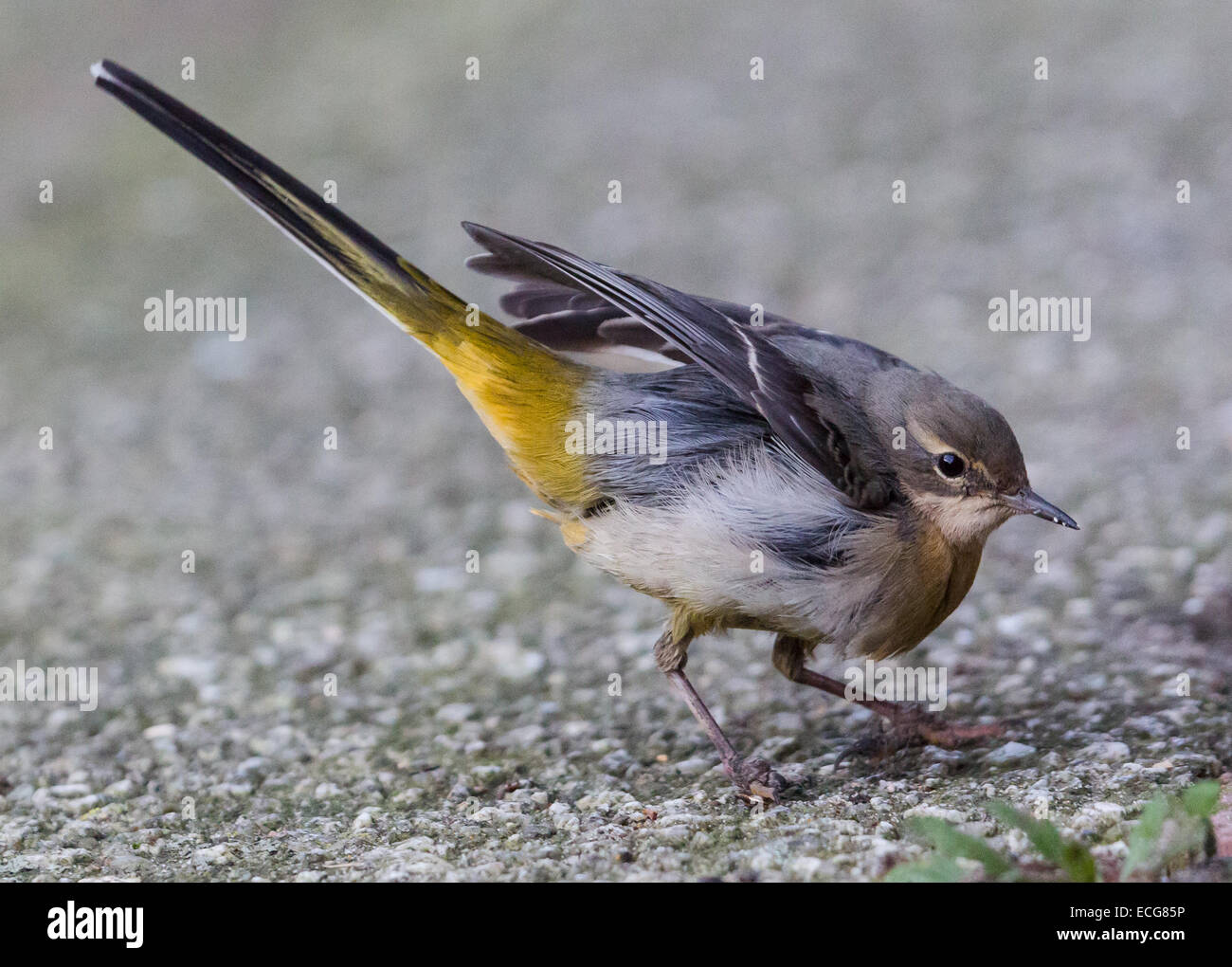 London, UK. 14th December 2014. A grey wagtail forages for food on a ...