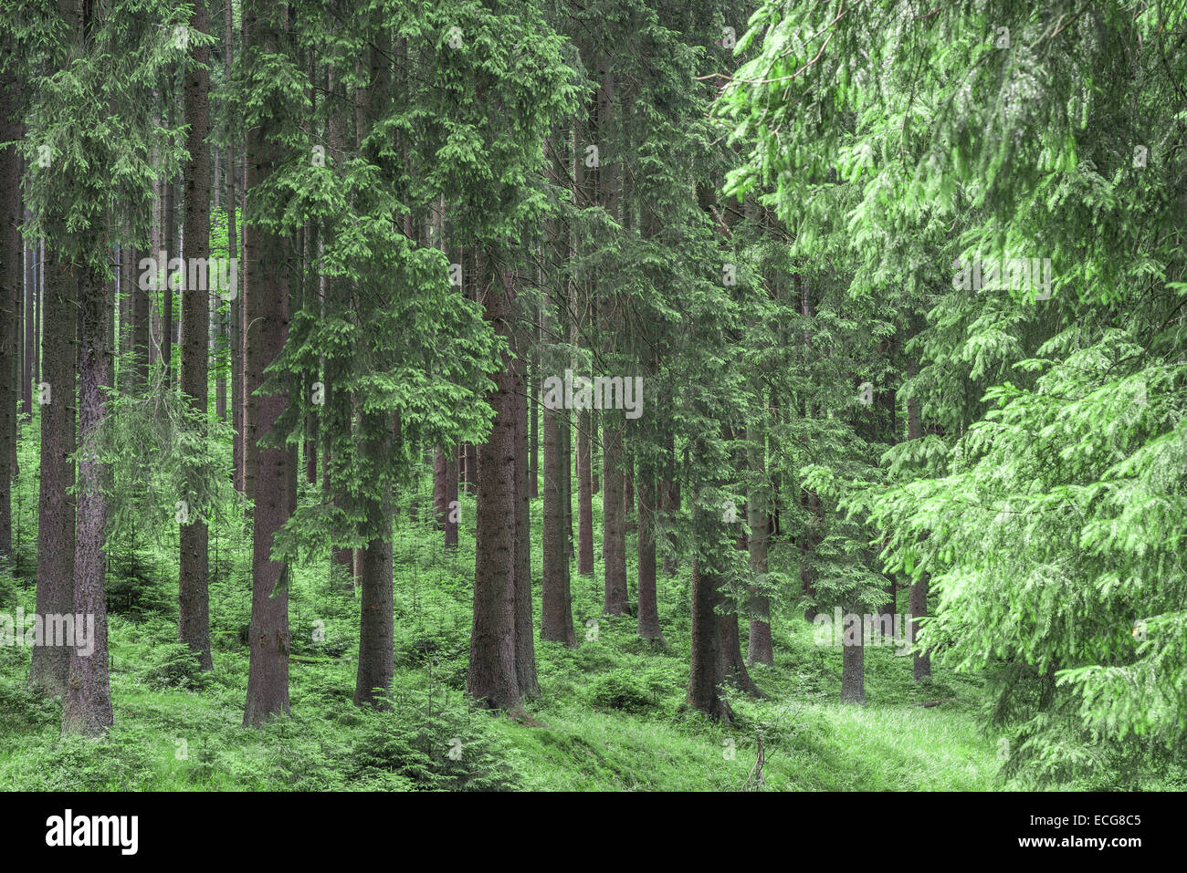 Lush green northern european spruce forest in the late spring Stock ...