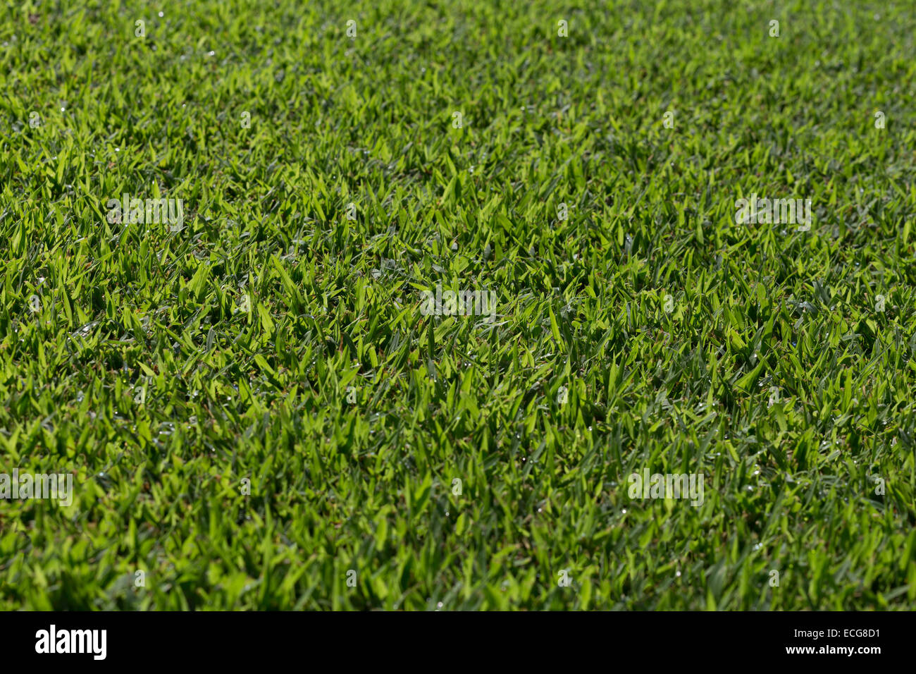 Grassland texture hi-res stock photography and images - Alamy