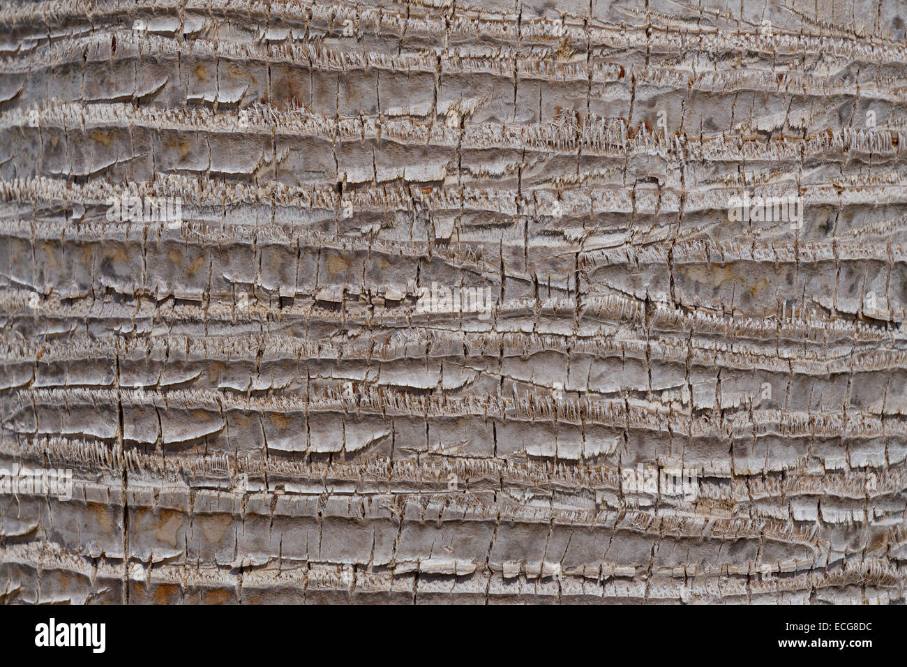 Palm tree trunk texture hi-res stock photography and images - Alamy