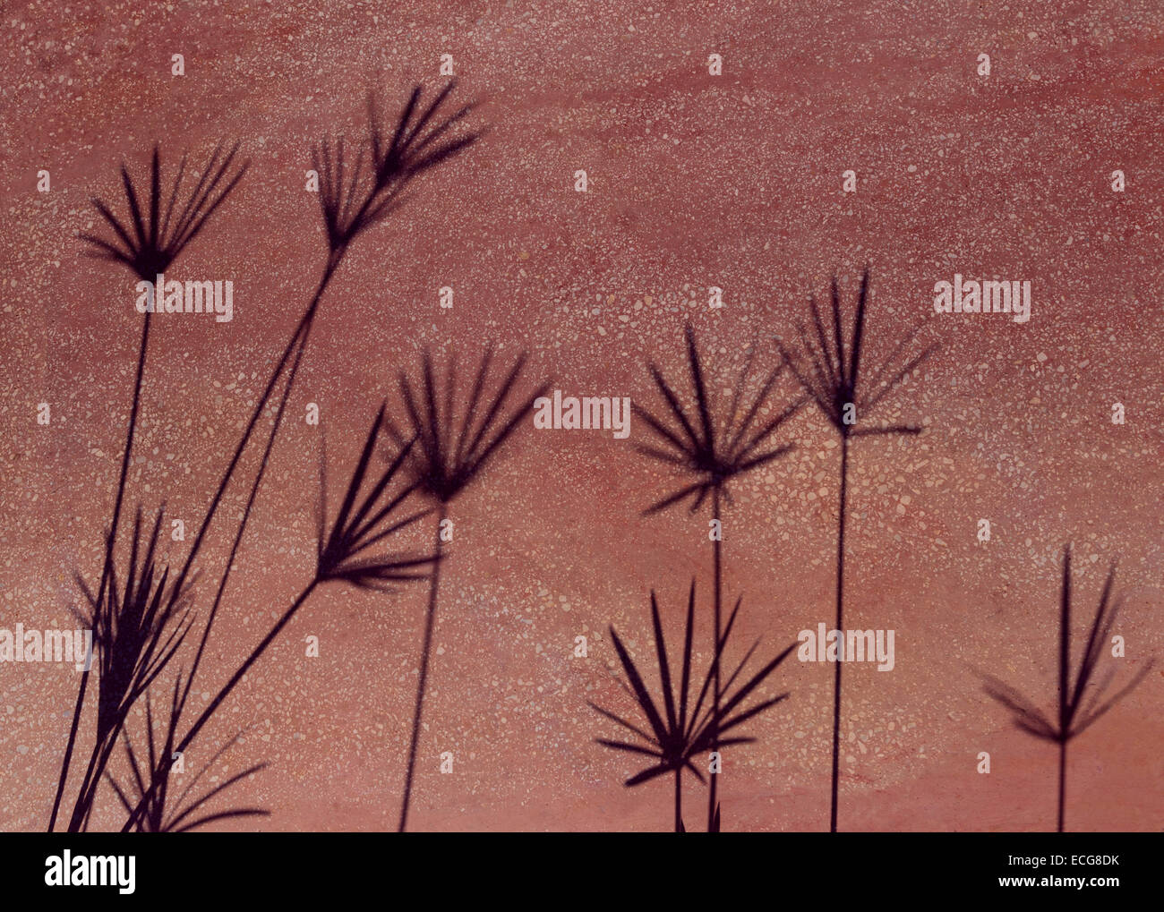 Shadow of papyrus Stock Photo - Alamy